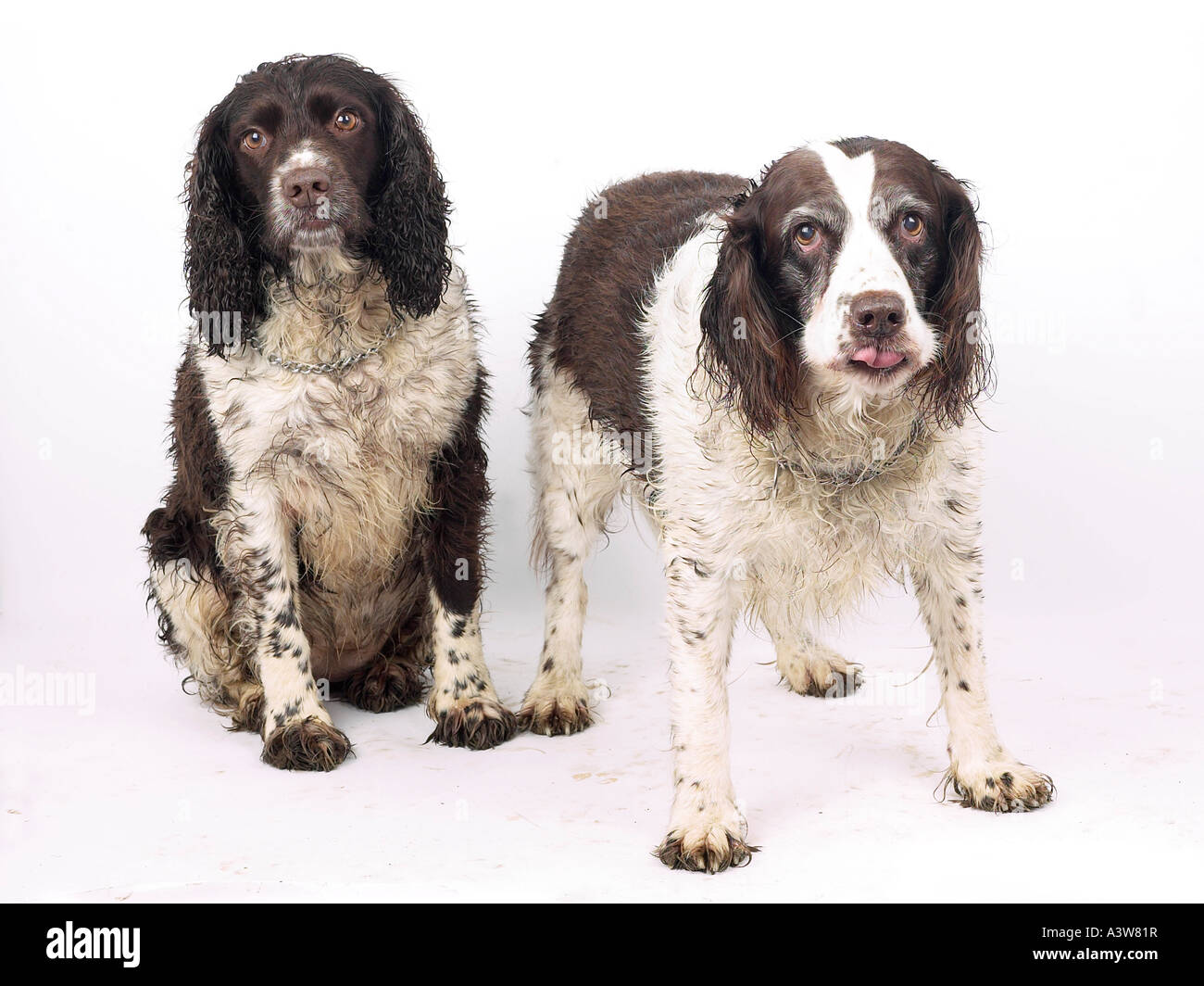 Two muddy and dirty springer spaniels Stock Photo - Alamy