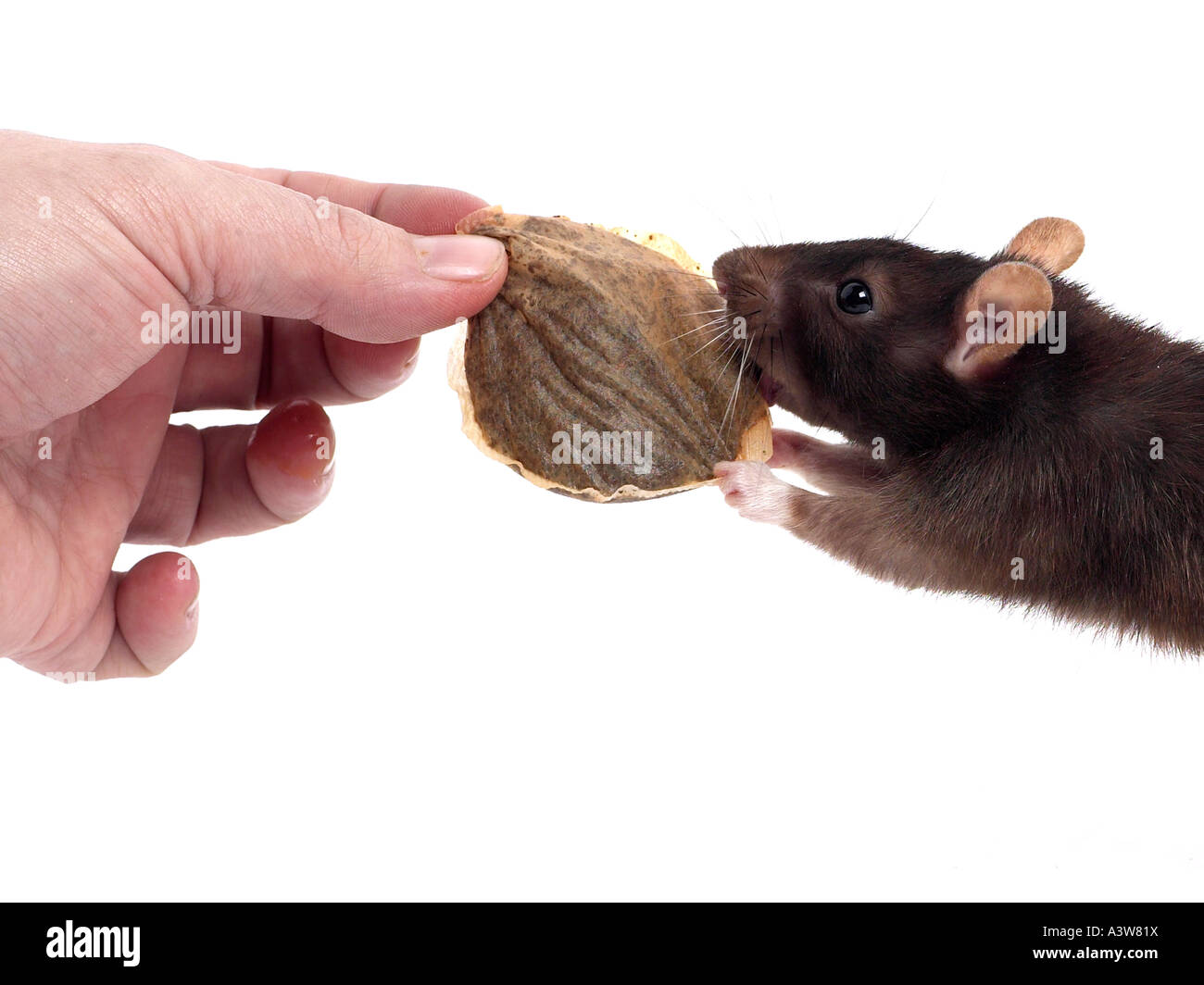 A domesticated rat holding onto a teabag Stock Photo - Alamy
