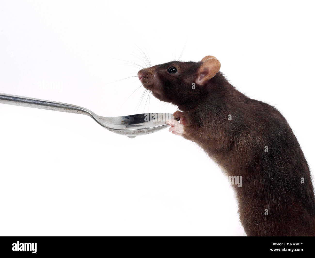 A domesticated rat holding onto a teaspoon Stock Photo - Alamy