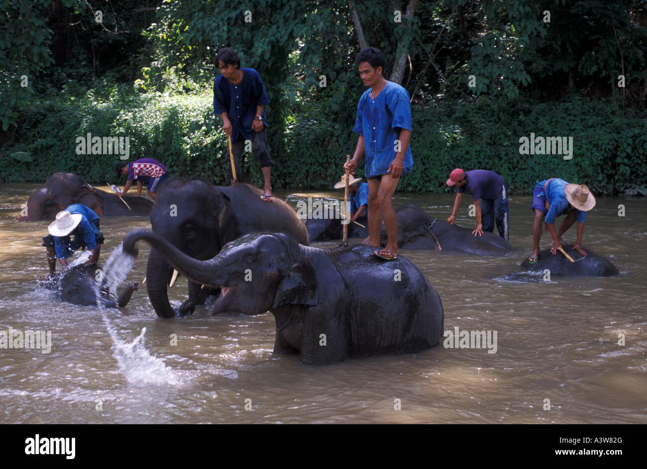 THAILAND: Lampang Elephant training camp Stock Photo - Alamy