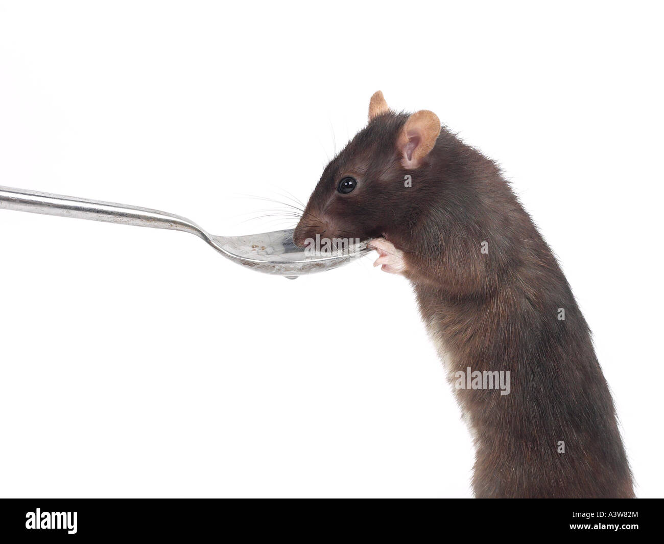 A domesticated rat drinking from a teaspoon Stock Photo - Alamy