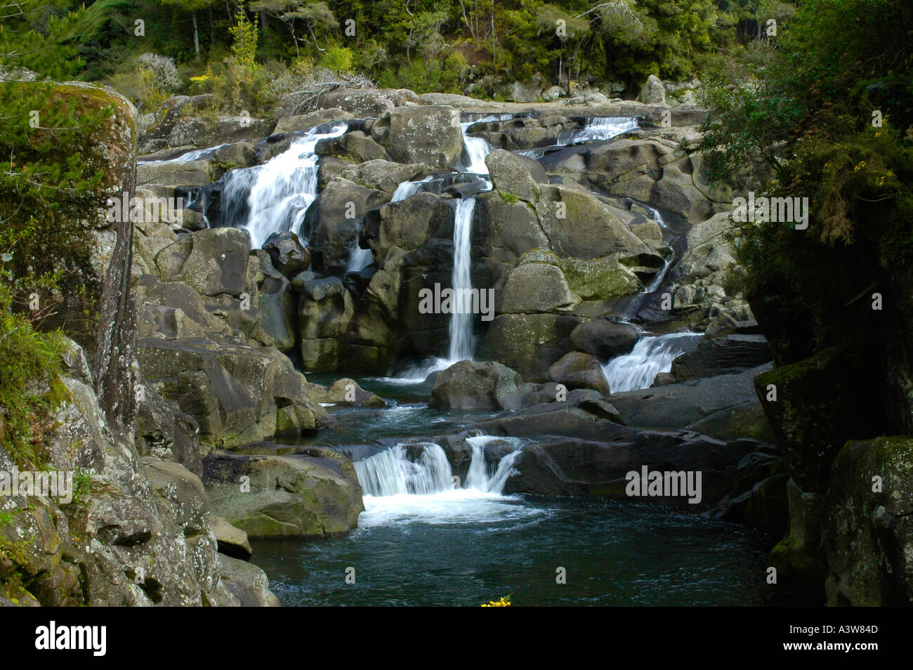 McLarren Falls Kaimai Ranges Bay of Plenty New Zealand Stock Photo - Alamy