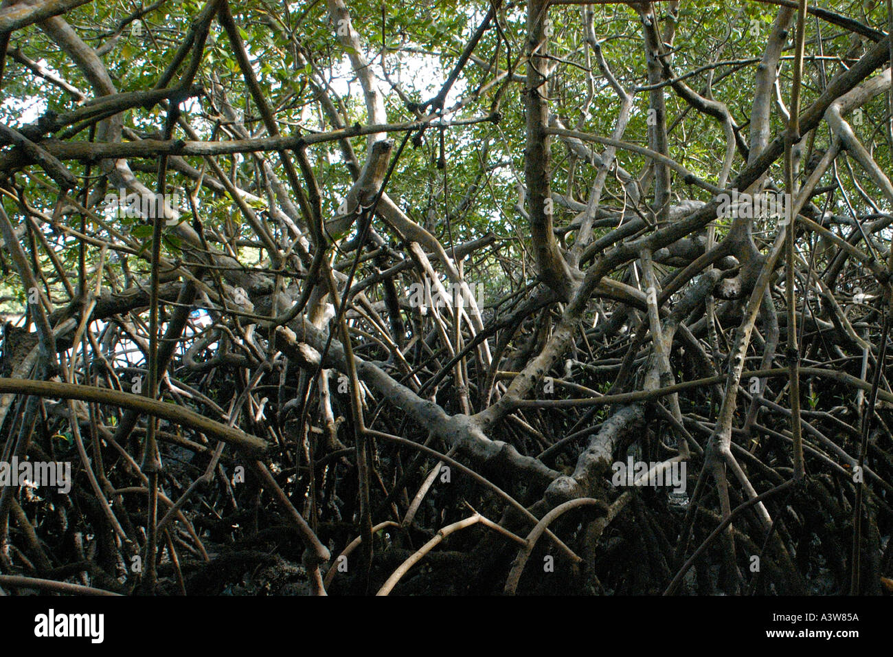 Aerial roots from mangrove trees enraveled Caixa Prego Bahia Brazil ...