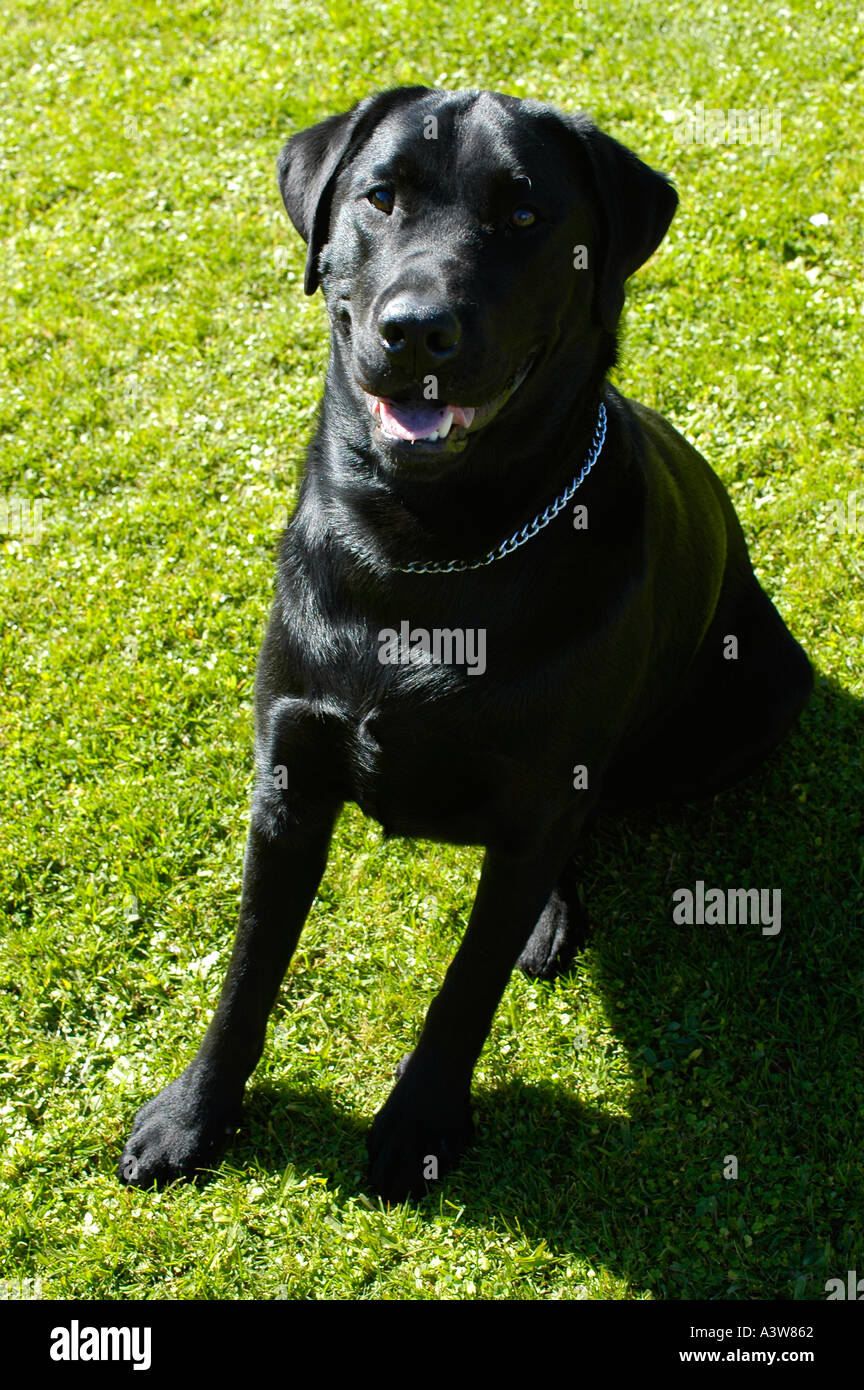 A black Labrador sitting on grass Stock Photo - Alamy