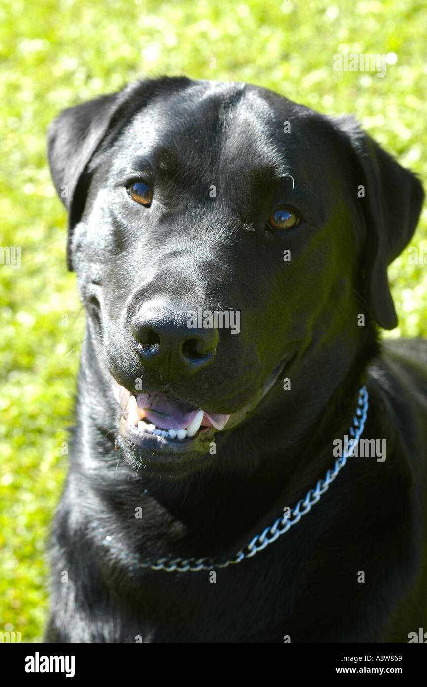 Face of a black Labrador smiling Stock Photo - Alamy