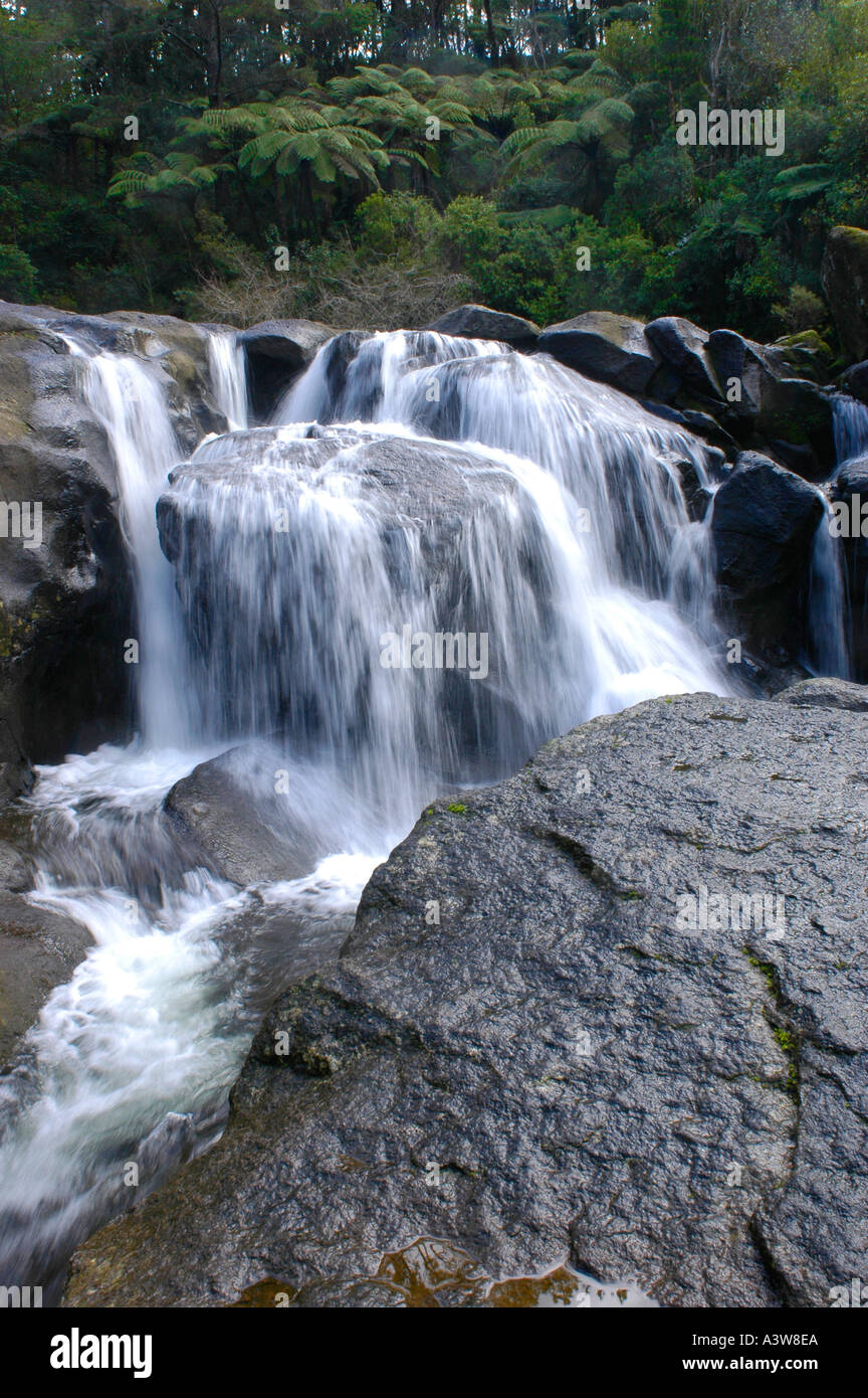 McLarren Falls Kaimai Ranges Bay of Plenty New Zealand Stock Photo - Alamy