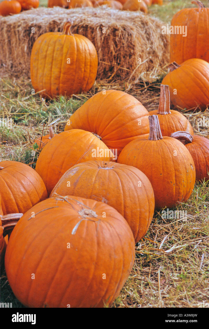 Pumpkins and hay in pumpkin patch Stock Photo - Alamy