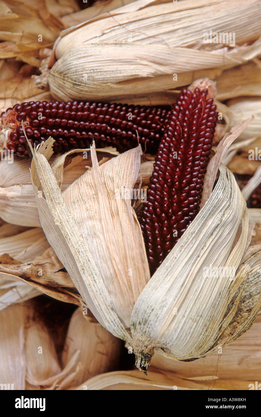 Indian red corn and husks Stock Photo - Alamy