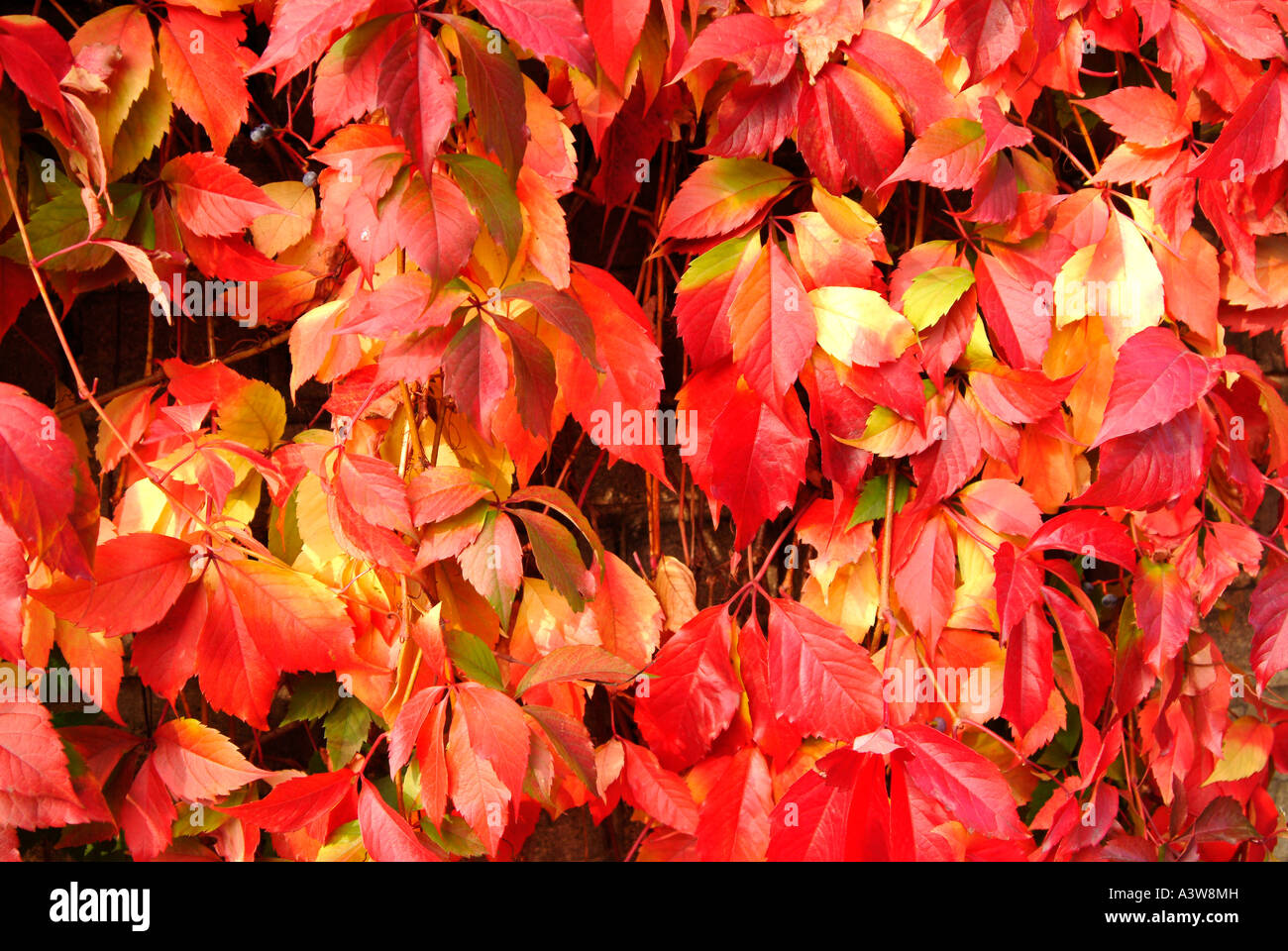 Ivy autumn leaves London Stock Photo - Alamy