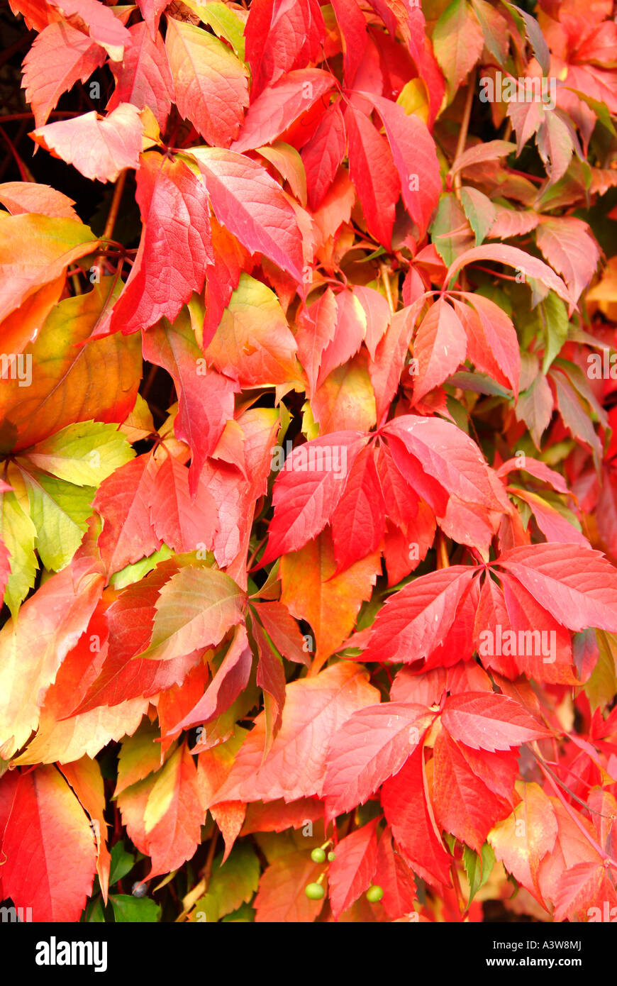 Ivy autumn leaves London Stock Photo - Alamy