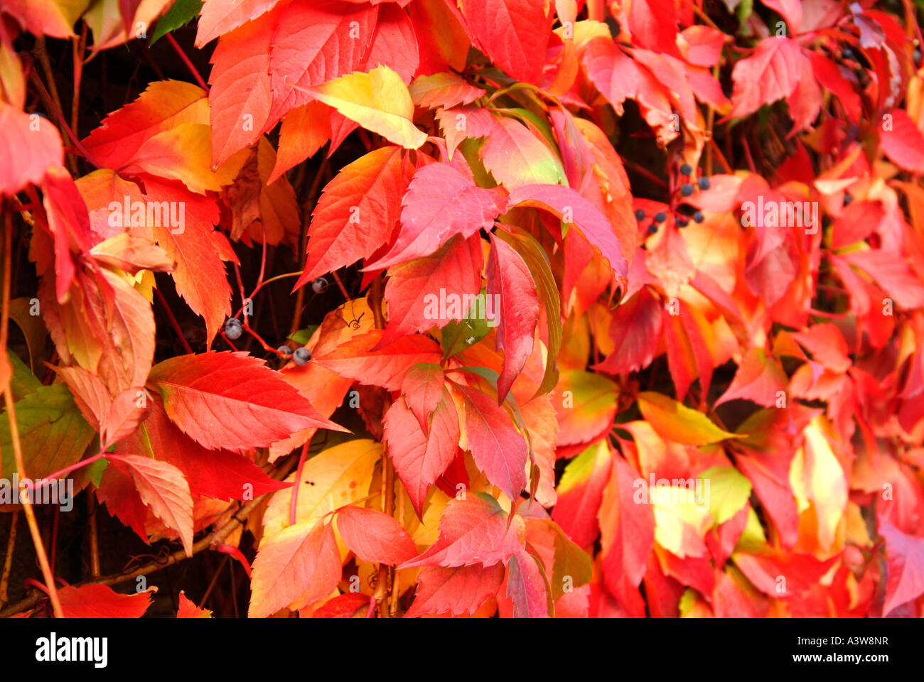 Ivy autumn leaves London Stock Photo - Alamy