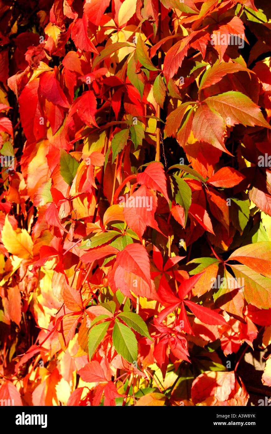 Ivy autumn leaves London Stock Photo - Alamy