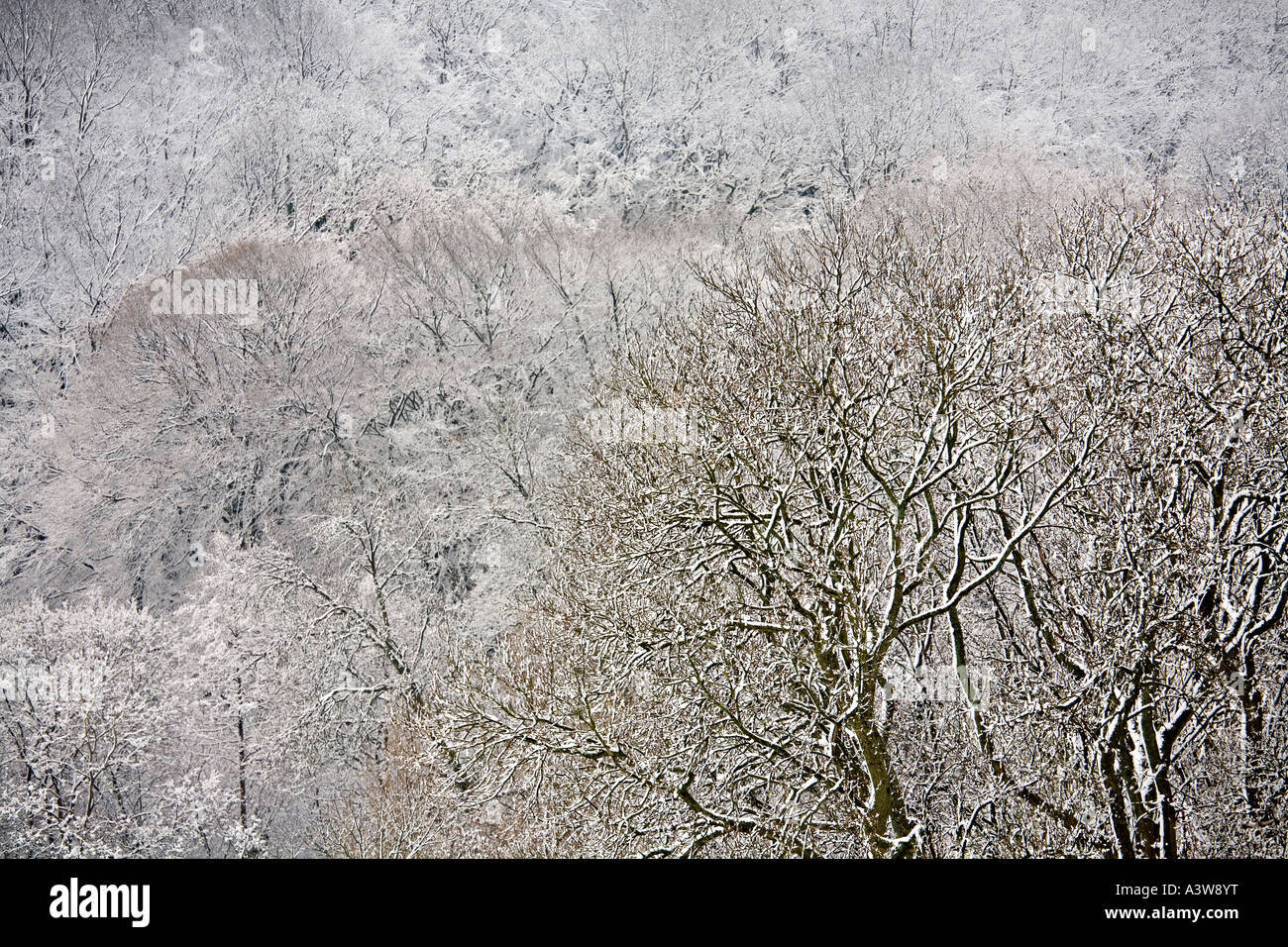 Snow on trees Blorenge mountain Wales UK Stock Photo - Alamy