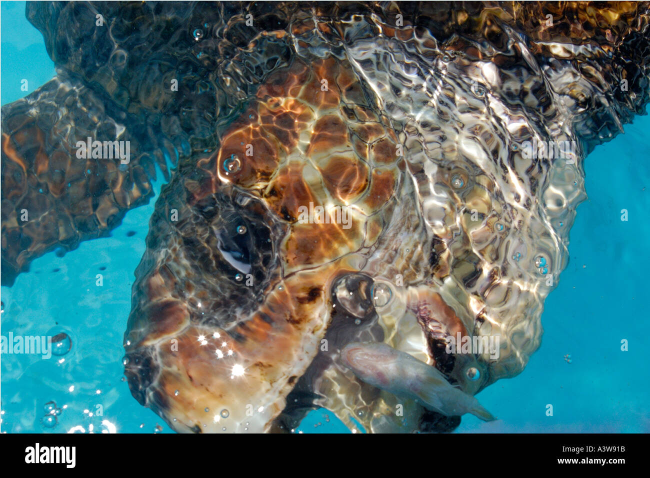 Green sea turtle Chelonia mydas being fed in captivity at Tamar Project ...