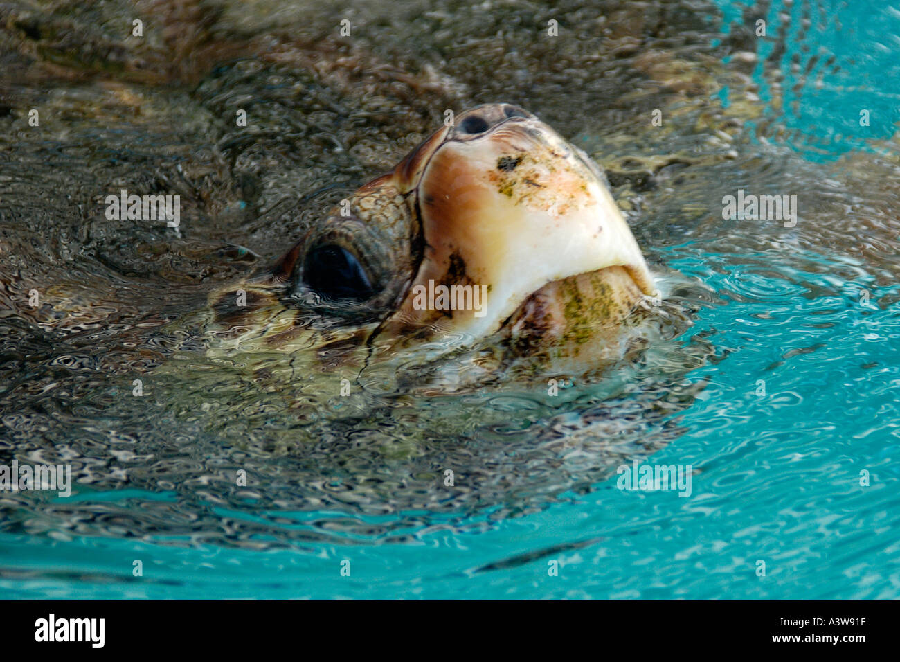 Green sea turtle Chelonia mydas endangered species photo taken in ...