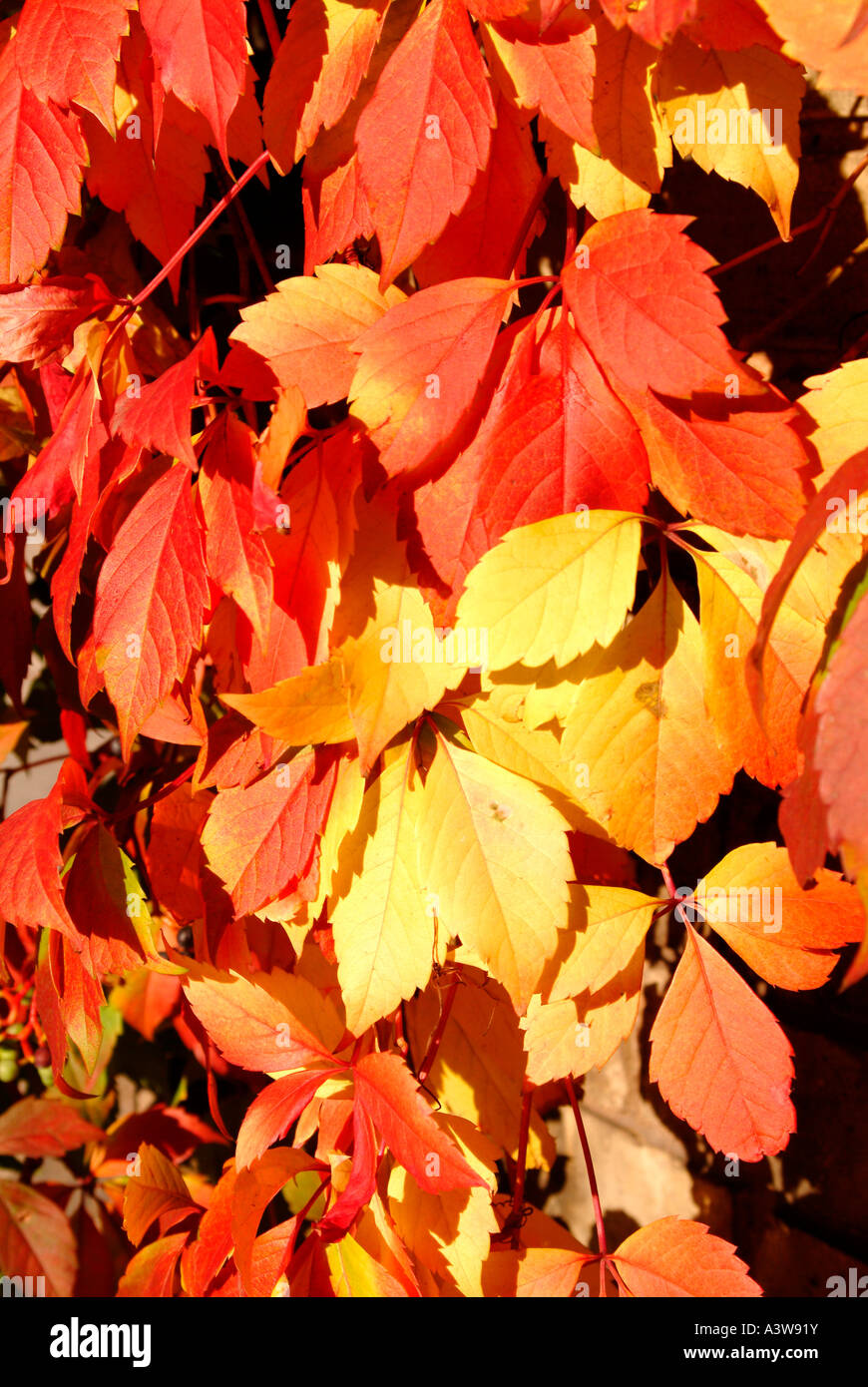 Ivy autumn leaves London Stock Photo - Alamy