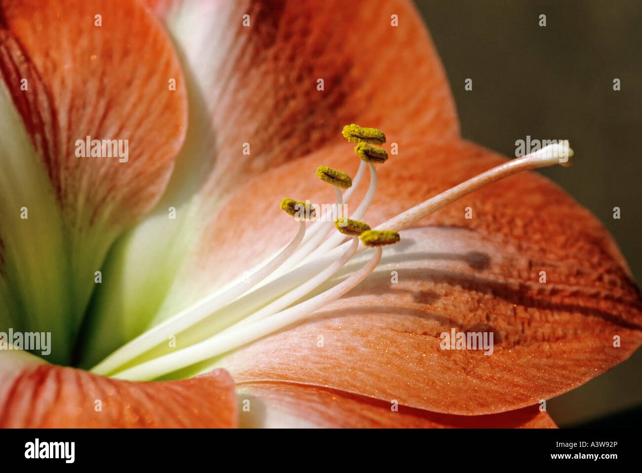 Petals stamen and stigma with pollen of Lilly flower Stock Photo - Alamy
