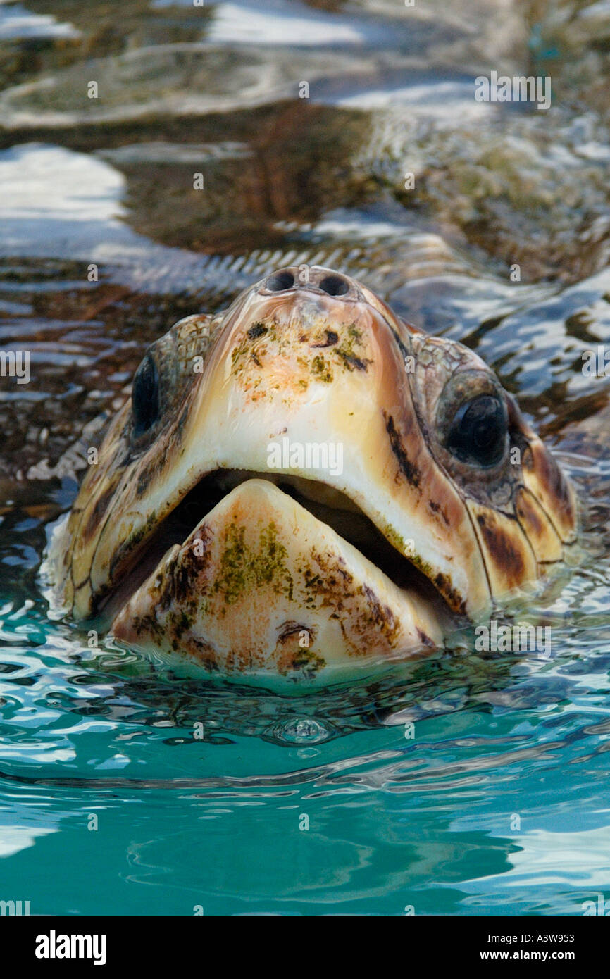 Green sea turtle Chelonia mydas breathing head detail Center for sea ...