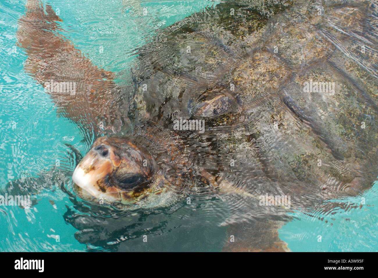 Green sea turtle Chelonia mydas breathing Center for sea turtle ...