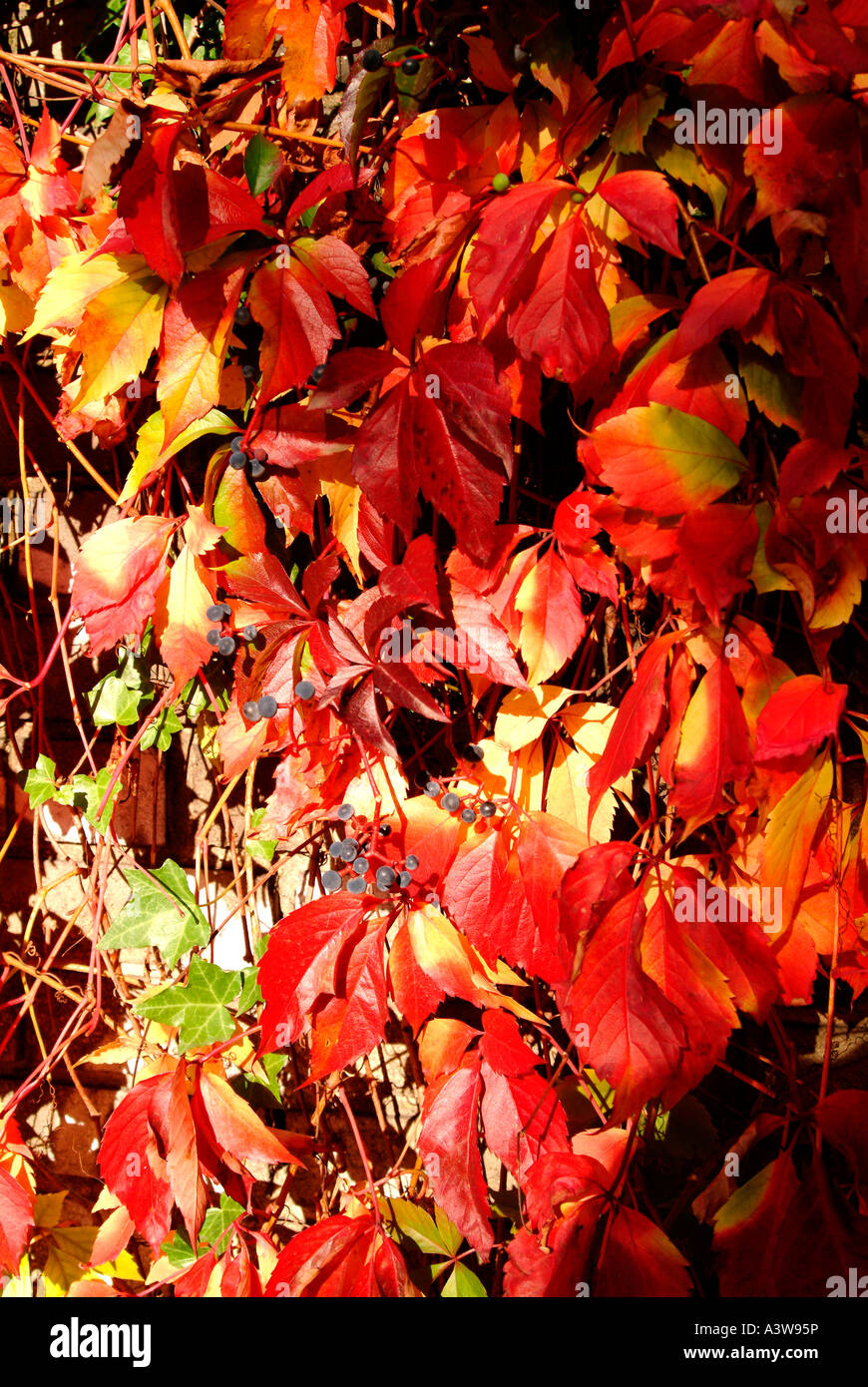 Ivy autumn leaves London Stock Photo - Alamy
