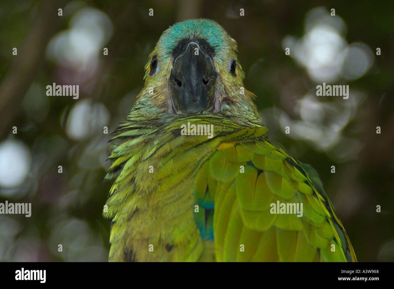 Turquoise fronted Amazon parrot, Amazona aestiva, National freshwater ...