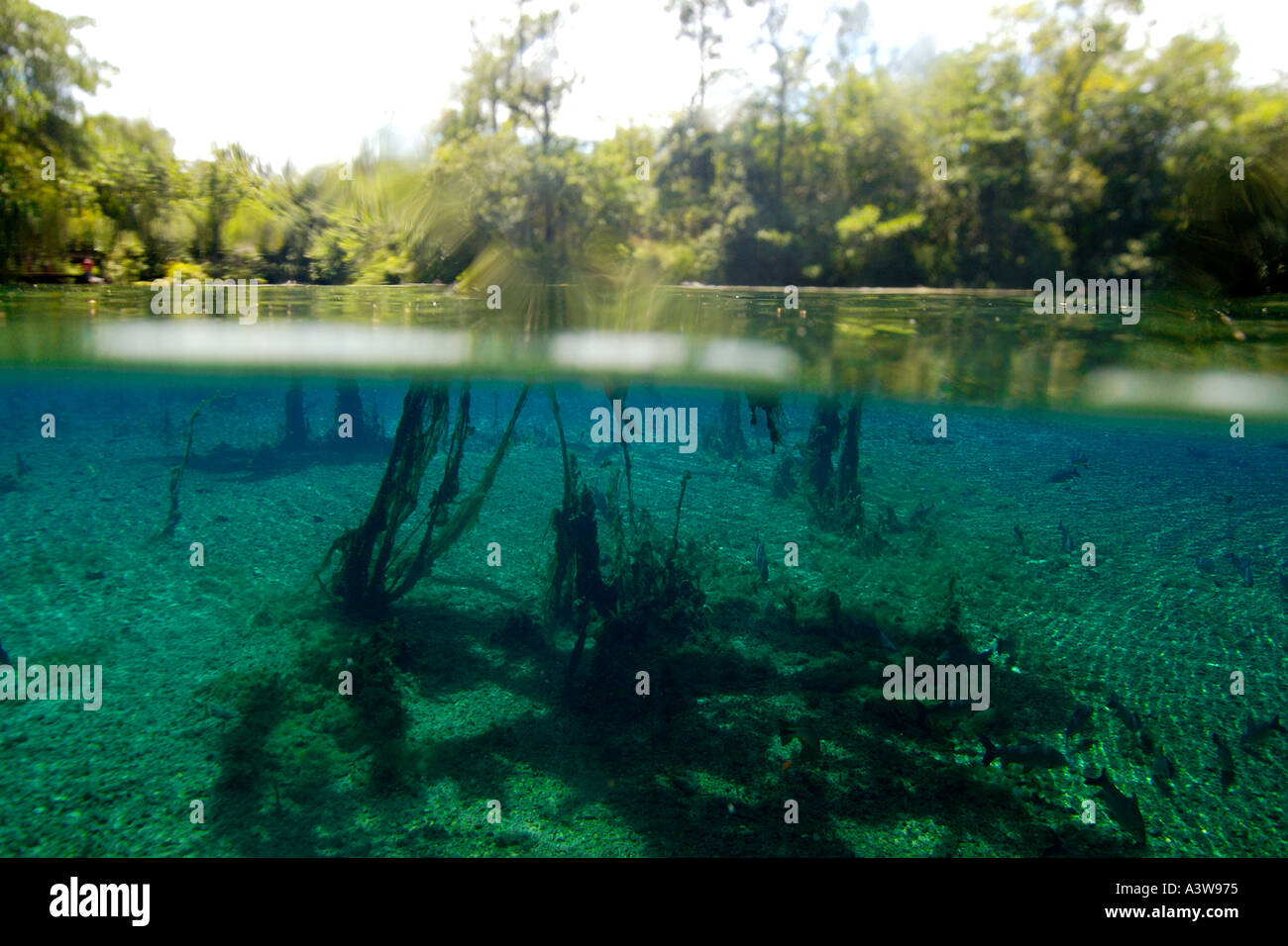 Over under of freshwater pond and surrounding vegetation natural ...