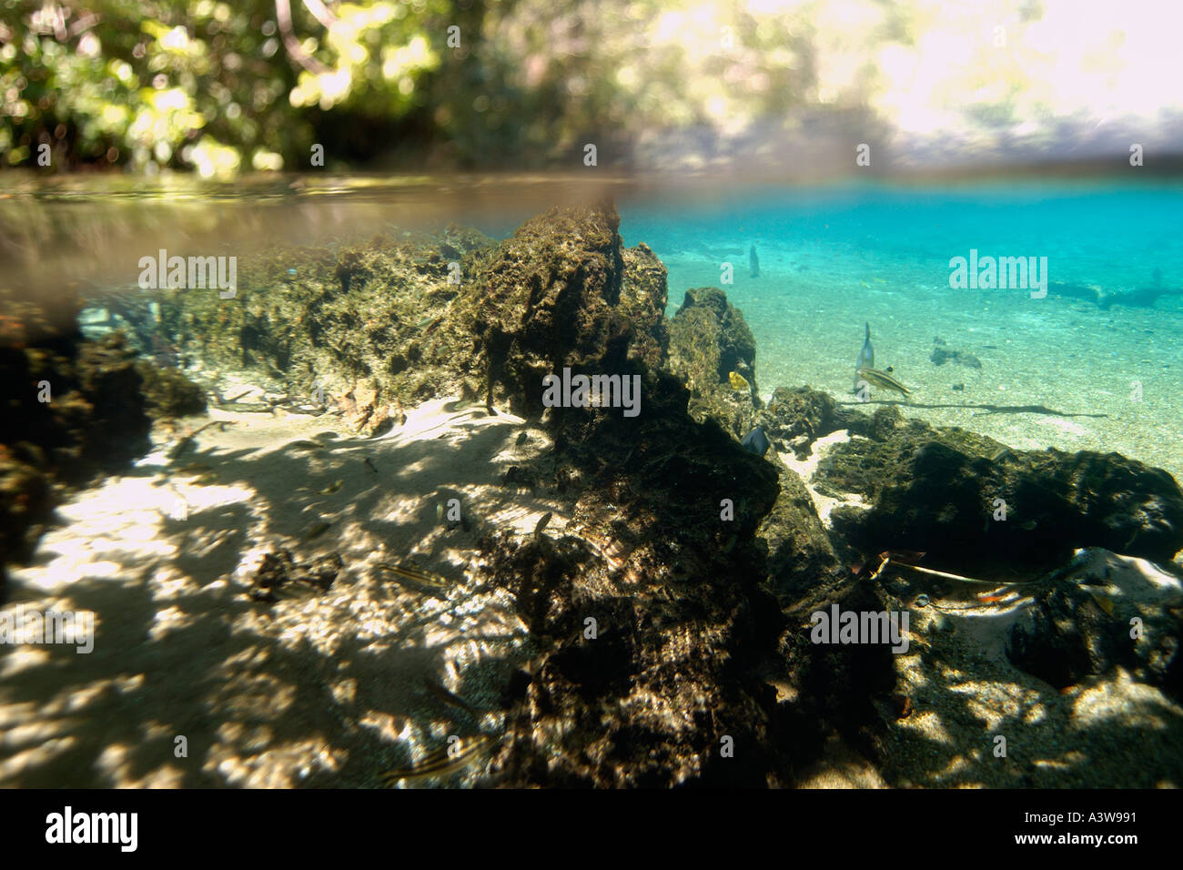 Rocks and sandy bottom of stream natural freshwater spring preserve ...