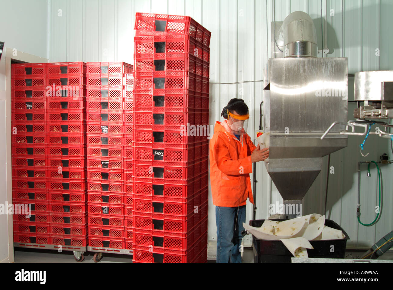 Cleaning process of hatchery trays where empty egg shells and waste are ...