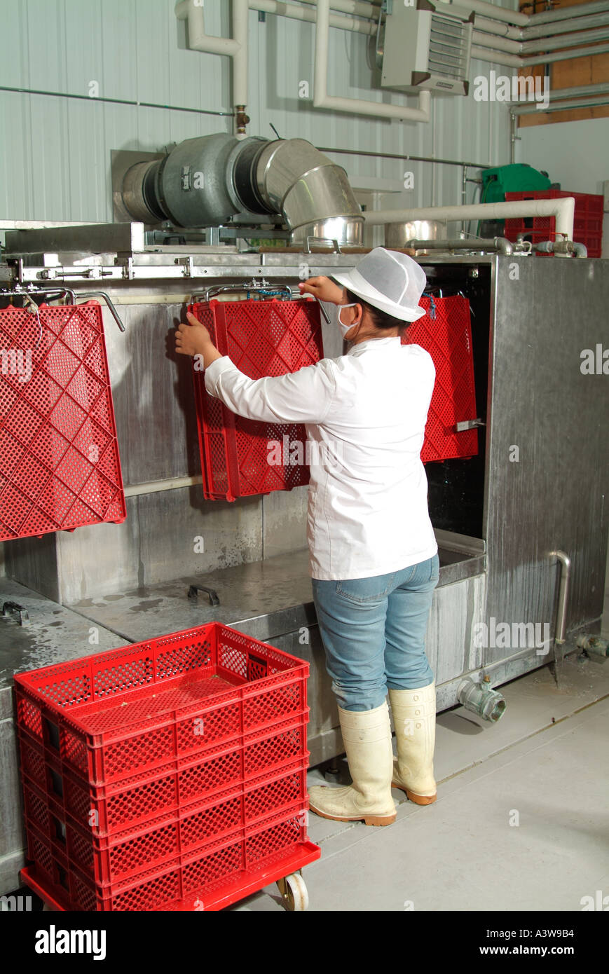 Cleaning process of hatchery trays where empty egg shells and waste are ...