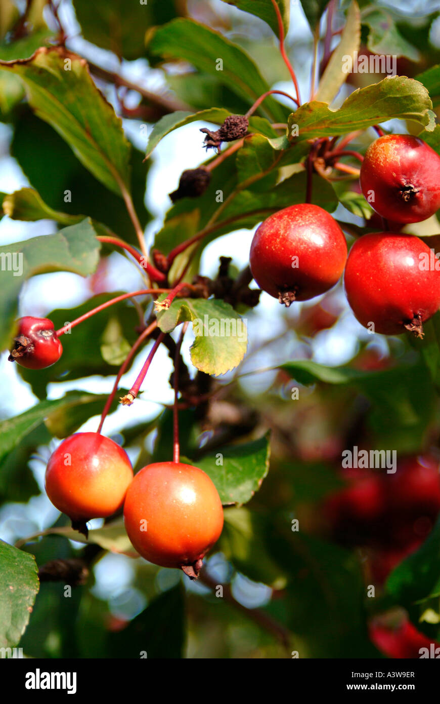 Crab apple tree London Stock Photo - Alamy