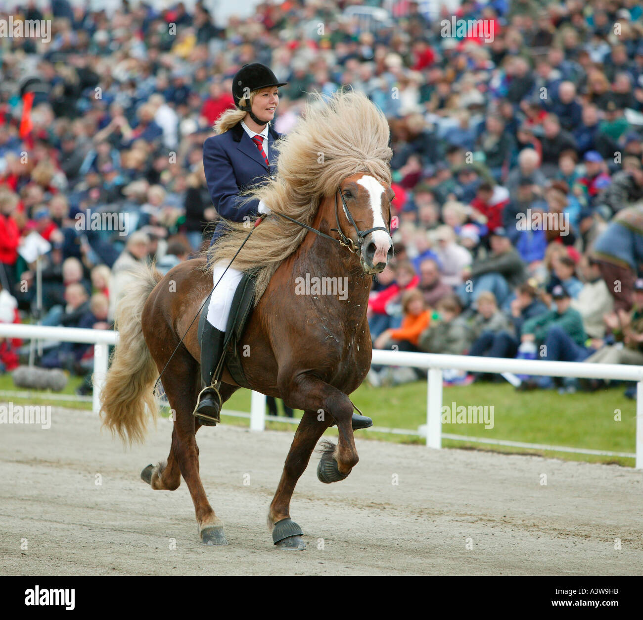 Racing breed hi-res stock photography and images - Alamy