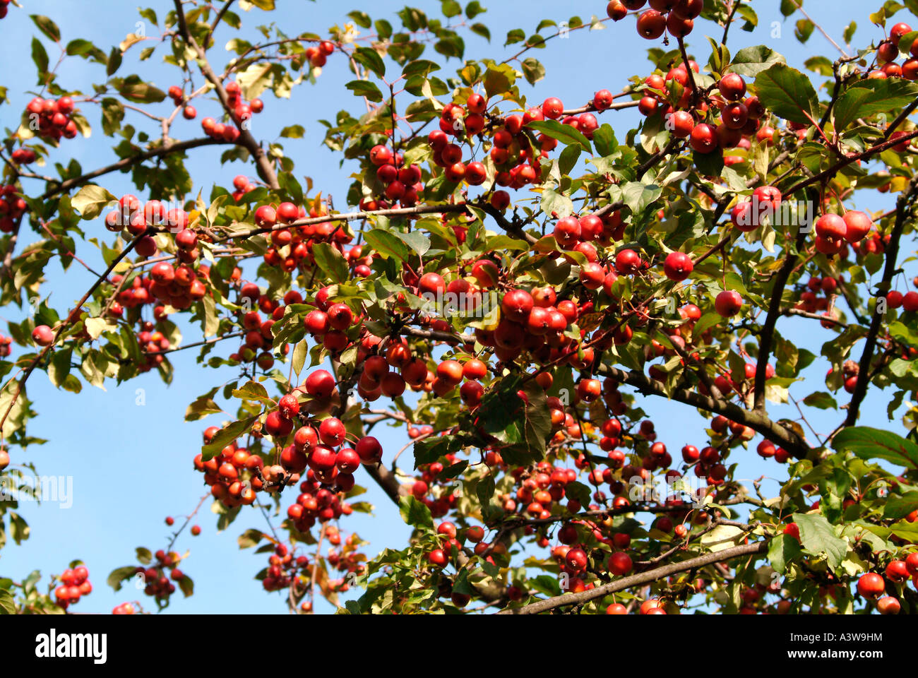Crab apple tree London Stock Photo - Alamy