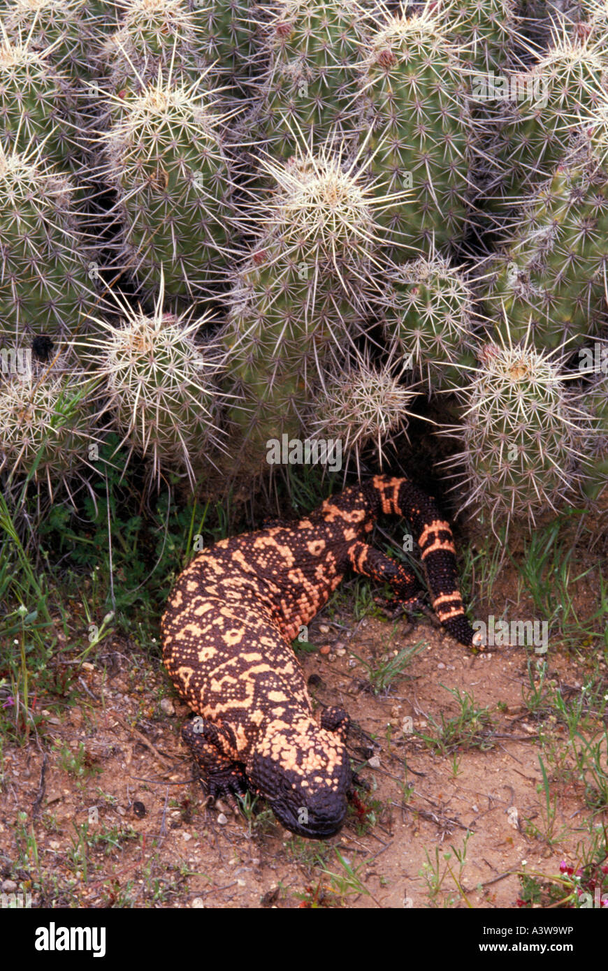 Helodermatidae hi-res stock photography and images - Alamy