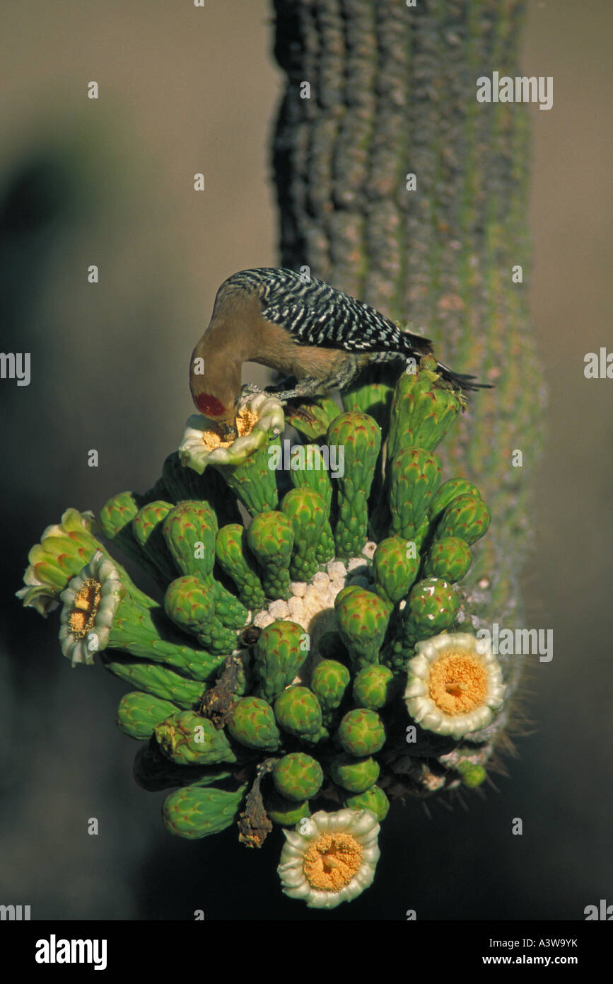 Uropygiales hi-res stock photography and images - Alamy