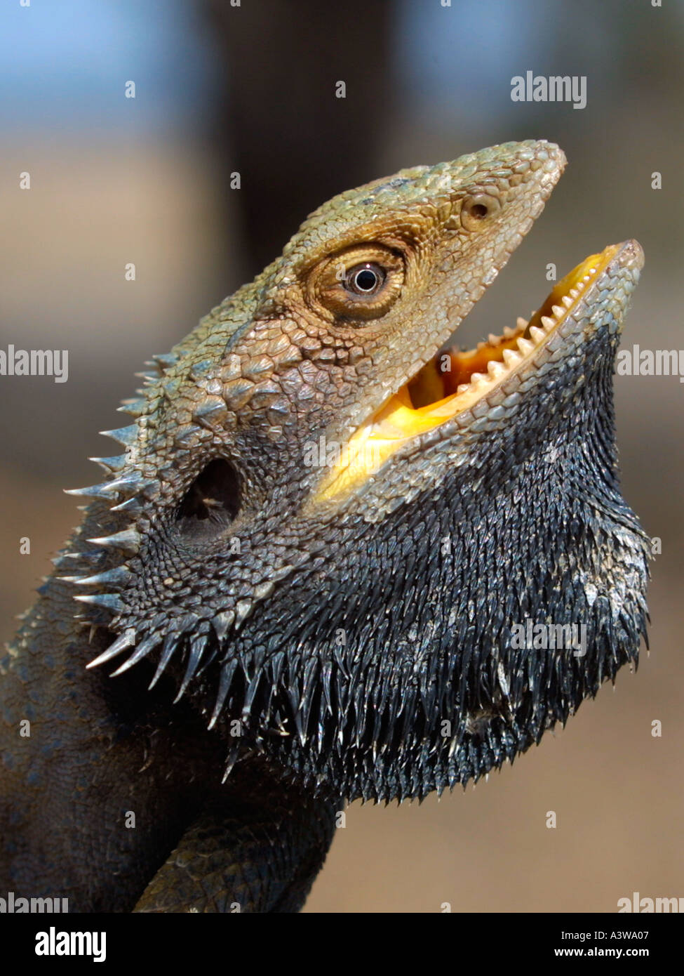 An Australian inland bearded dragon in an alert state Stock Photo - Alamy