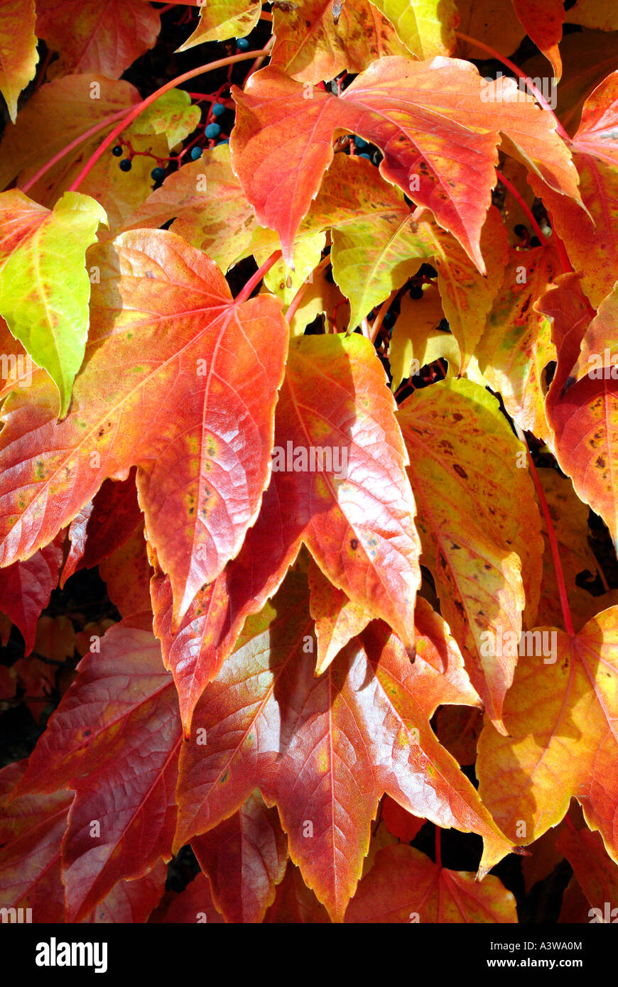 Boston ivy autumn leaves London Stock Photo - Alamy
