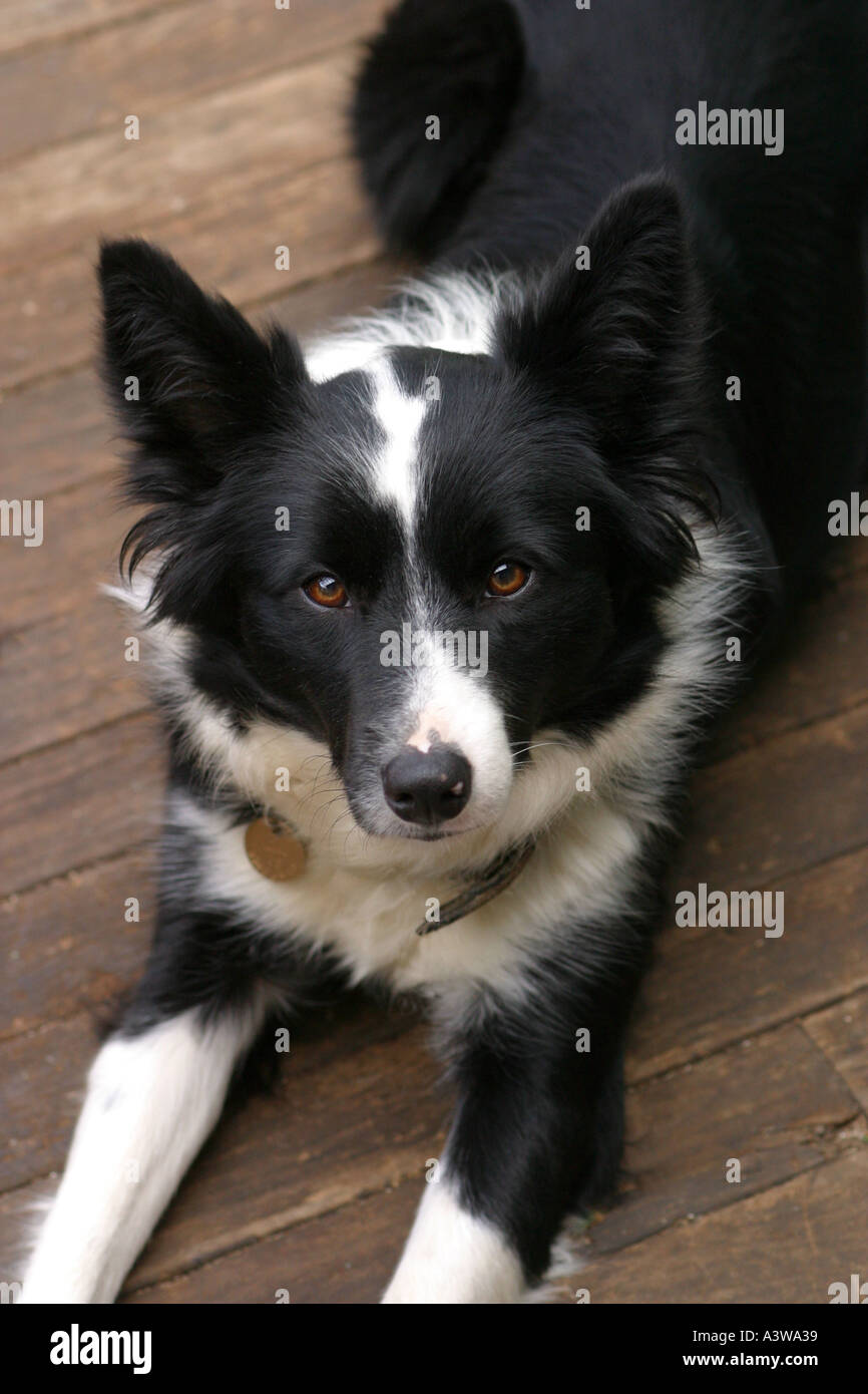 Border collie dog Stock Photo - Alamy