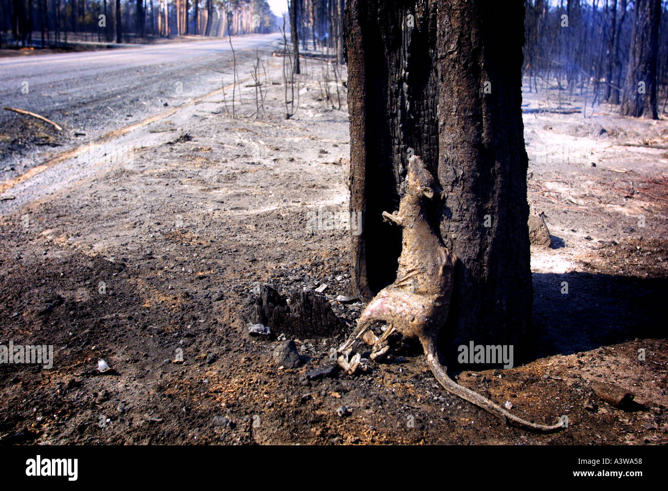 Australian bushfire animal hi-res stock photography and images - Alamy
