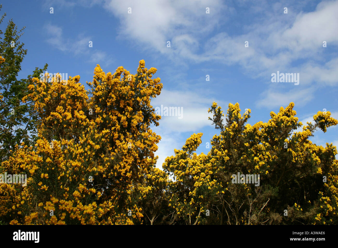 Moray bush hi-res stock photography and images - Alamy