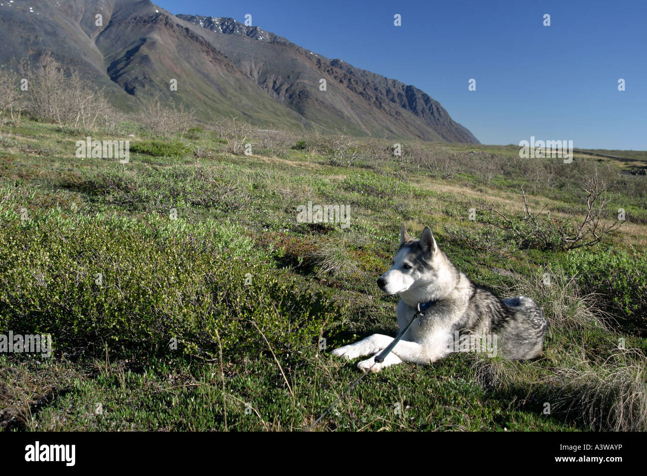A pet Siberian Husky lays on the tundra in the Brooks Range, Alaska ...