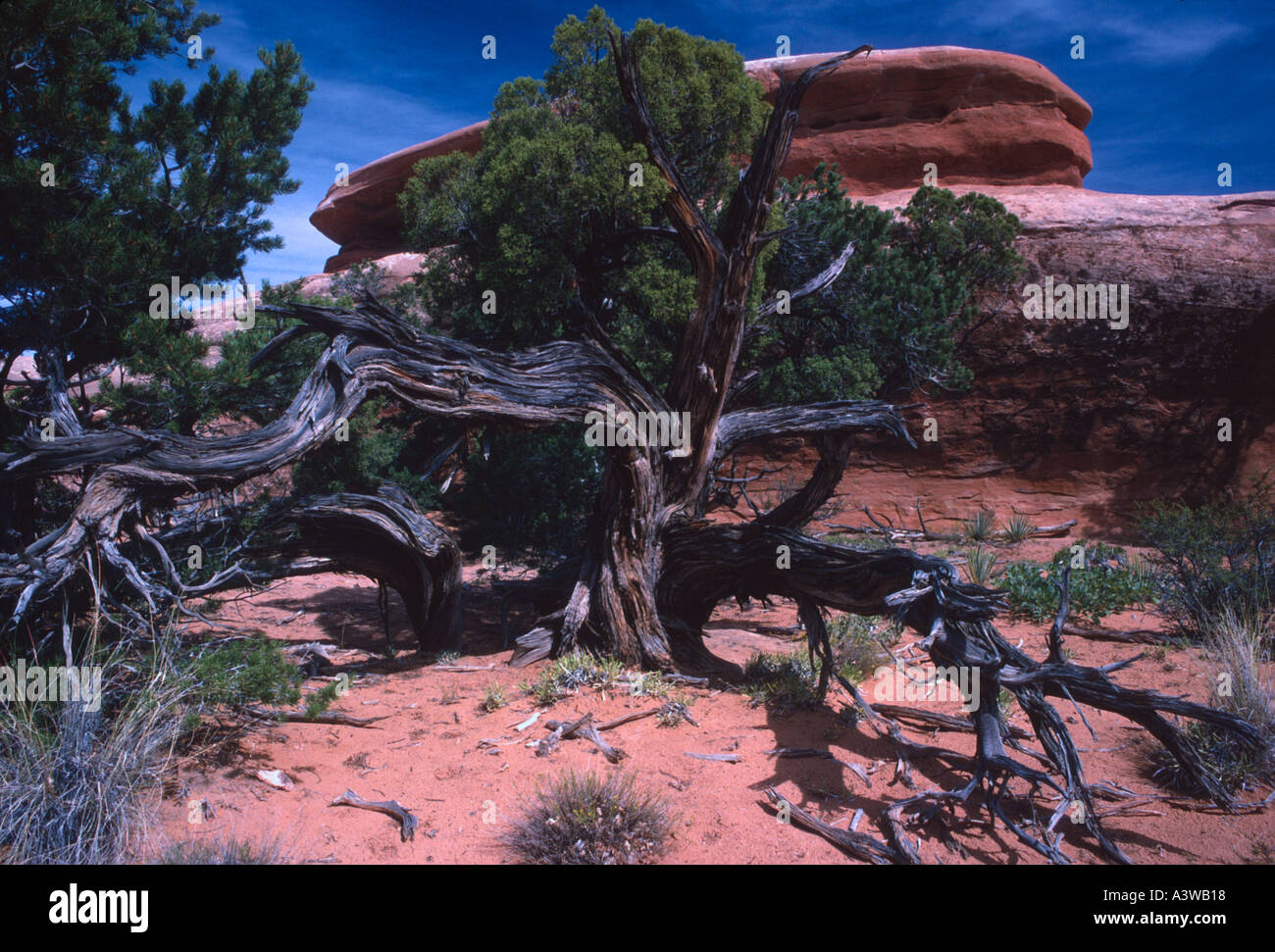 old juniper tree trunk and Entrada sandstone Devils Garden Area Arches ...