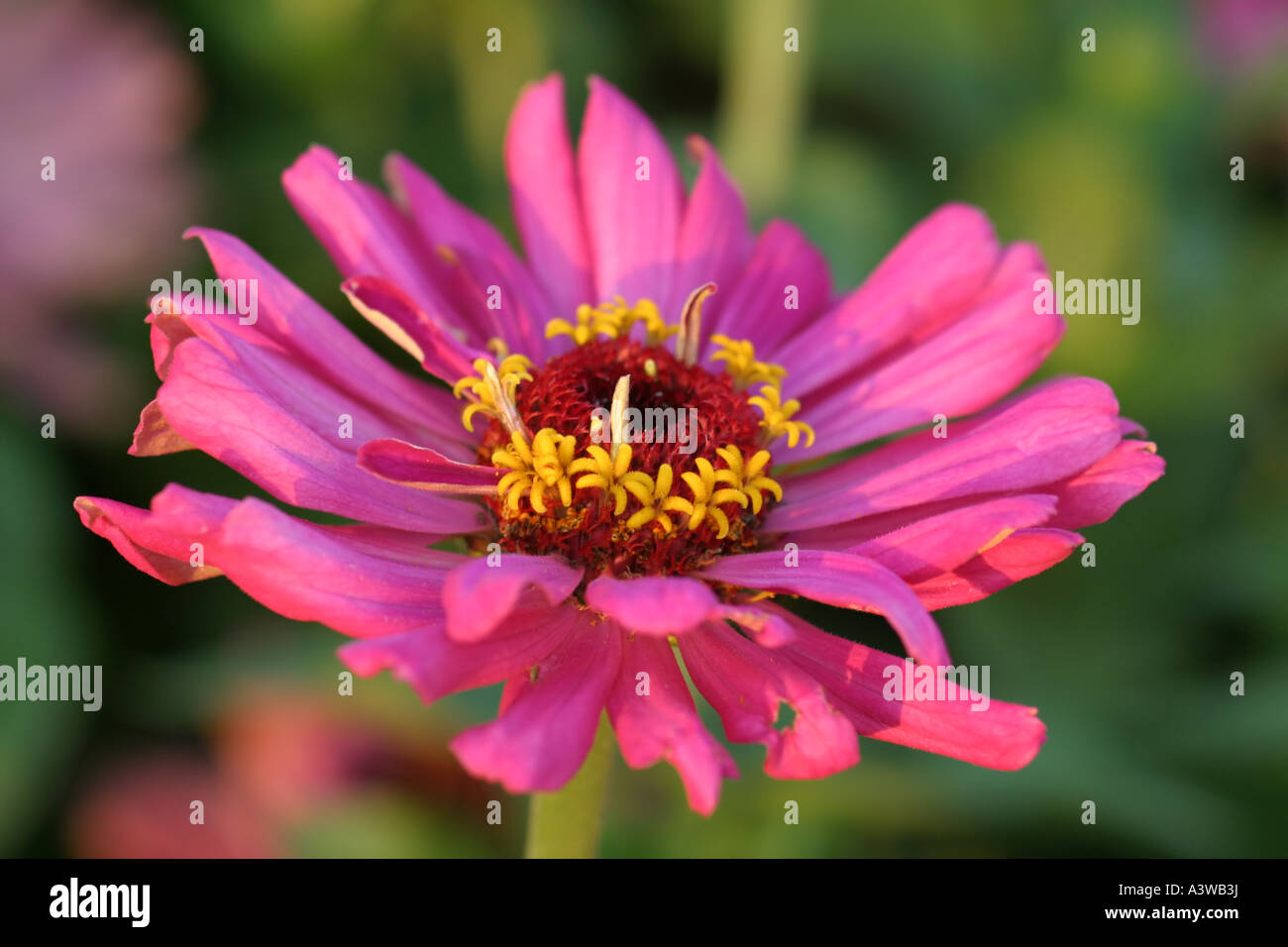 A pink cosmo growing in a garden Stock Photo - Alamy