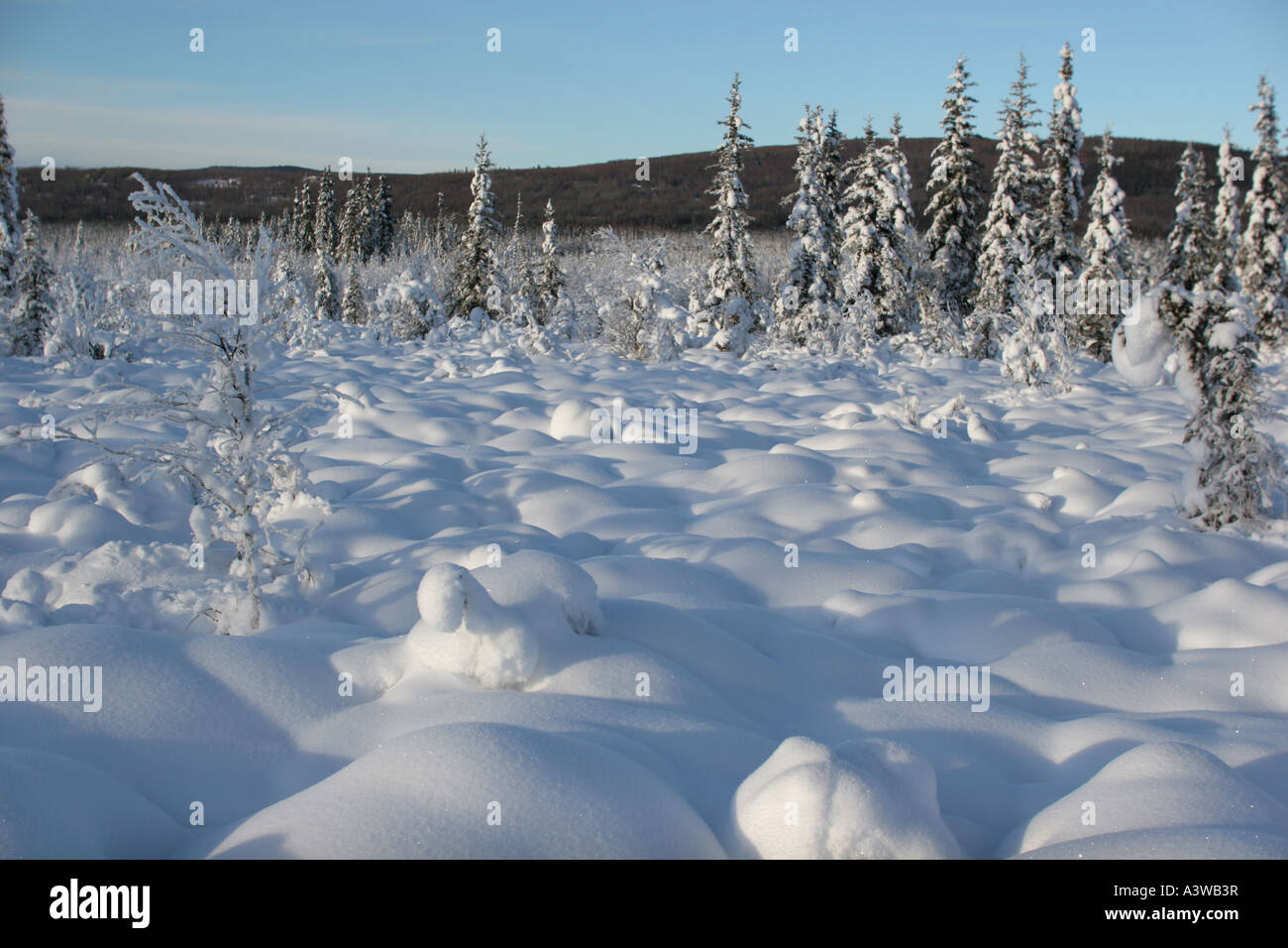 White spruce fairbanks hi-res stock photography and images - Alamy
