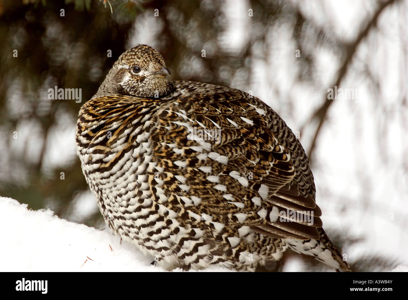 A horizontal portrait of a Spruce Grouse (Falcipennis canadensis ...