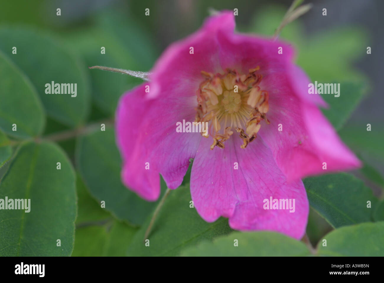 Prickly rose rosa acicularis hi-res stock photography and images - Alamy