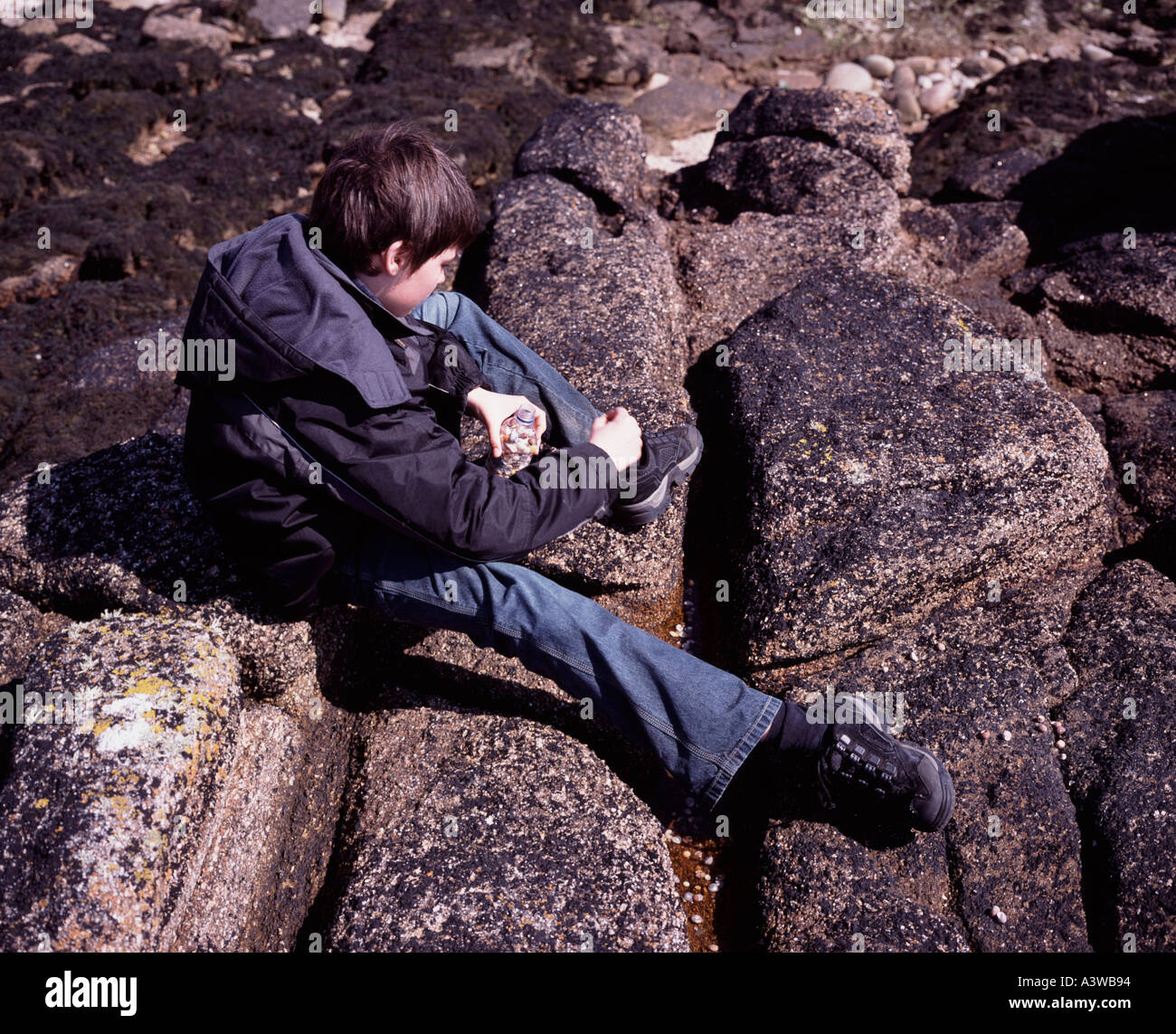 Boy collecting shells Hells Bay Bryher Isles of Scilly Cornwall UK ...