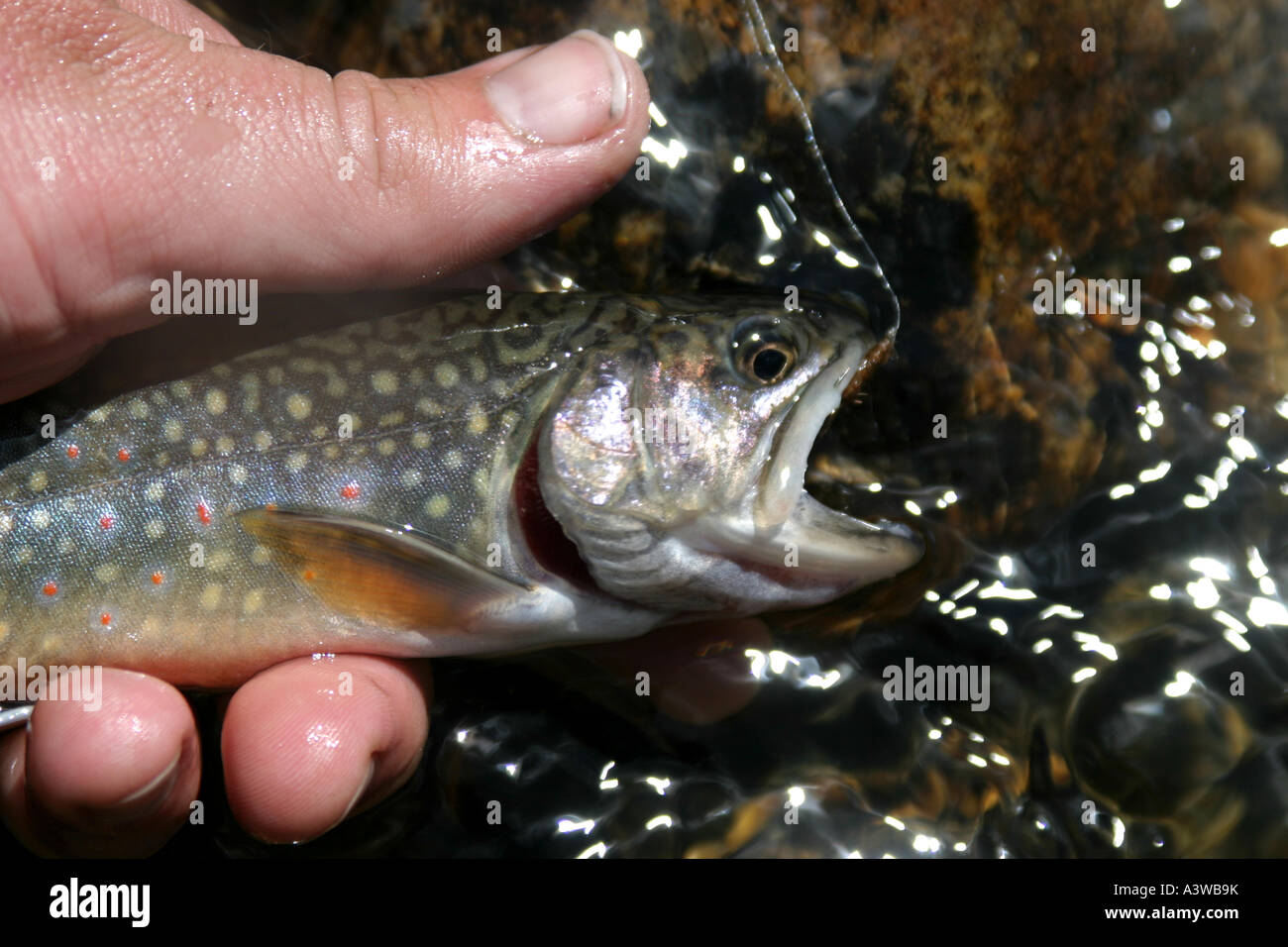 A Brook Trout (Salvelinus fontinalis) with a fishing fly in its mouth ...