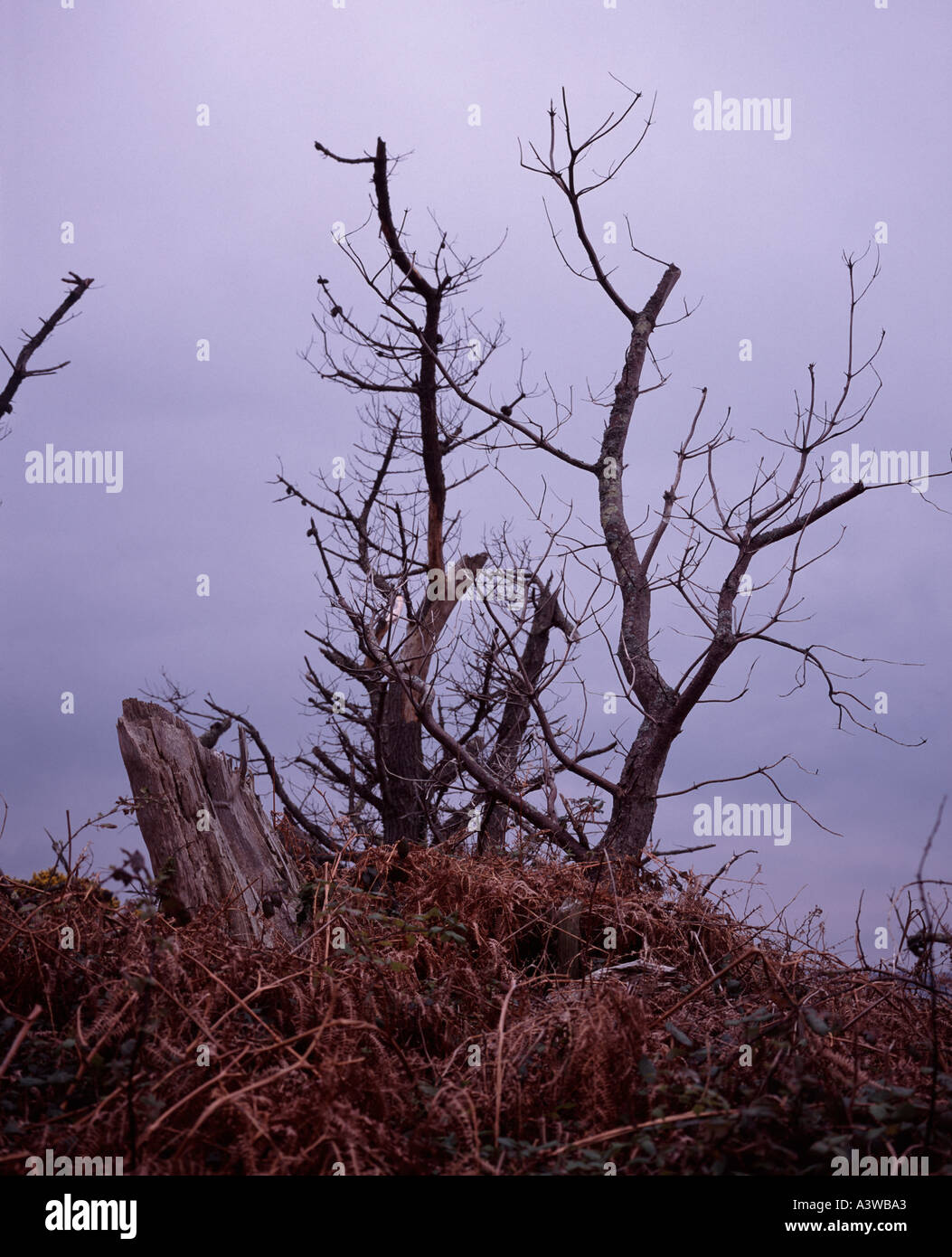 Tree death mist hi-res stock photography and images - Alamy