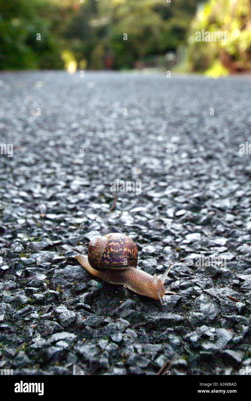 Why did the snail cross the road Stock Photo - Alamy