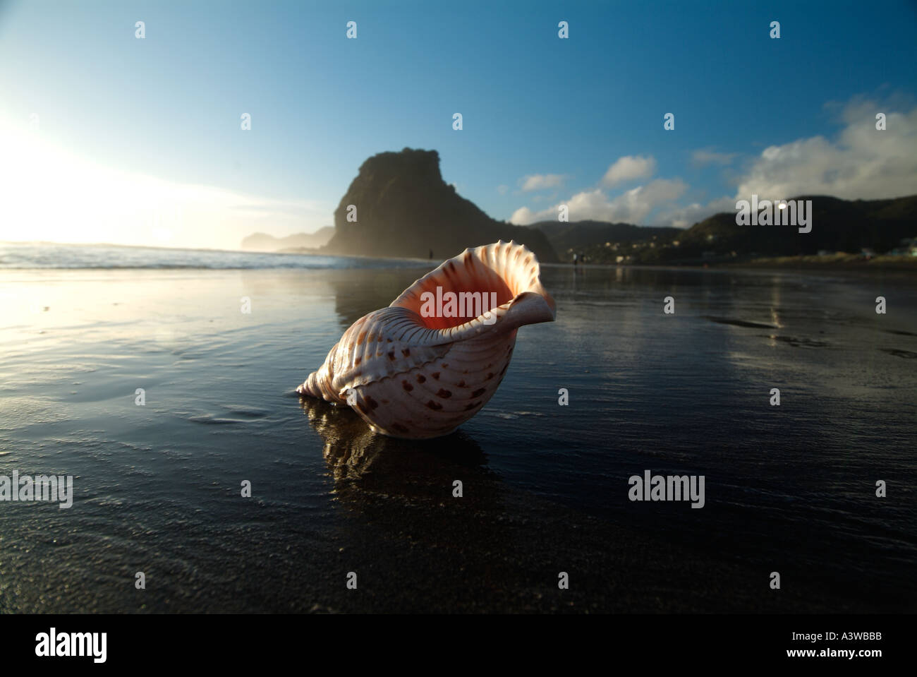 Nz native shell hi-res stock photography and images - Alamy